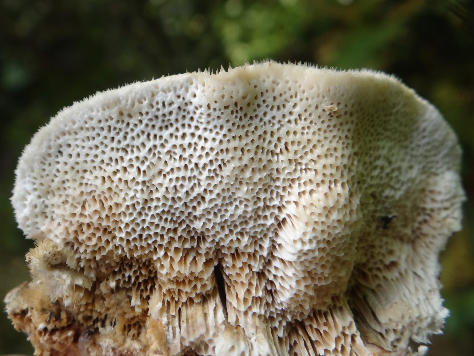 Funalia trogii – identifier-les-champignons.com