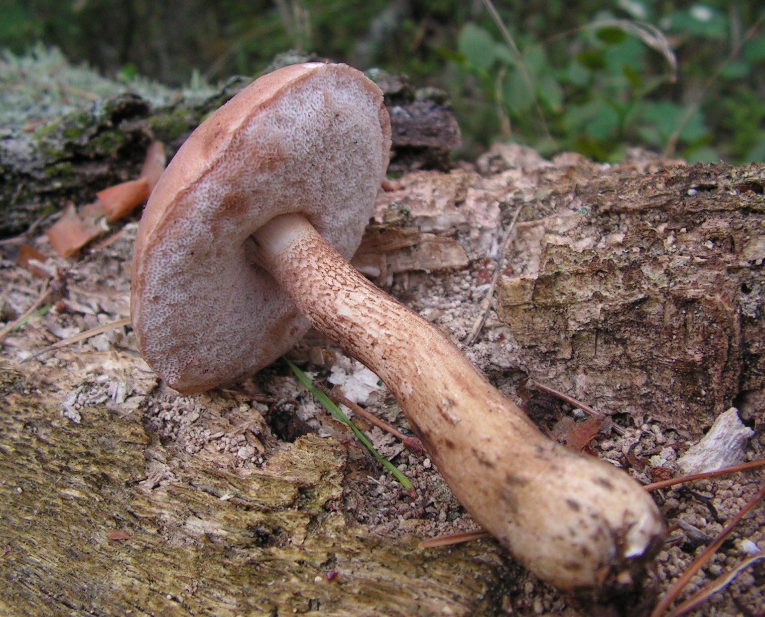 Tylopilus felleus – identifier-les-champignons.com