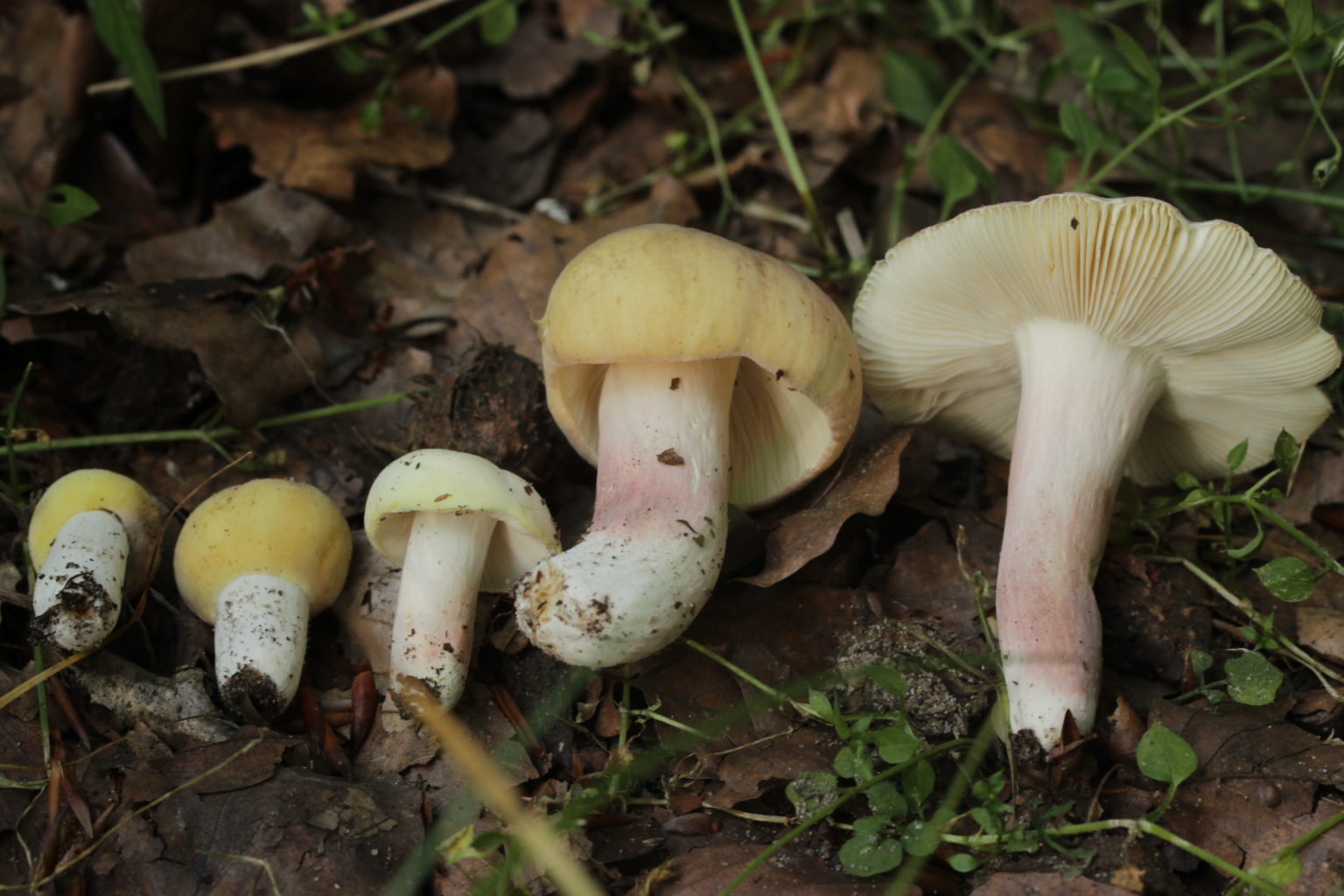 Russula violeipes – identifier-les-champignons.com