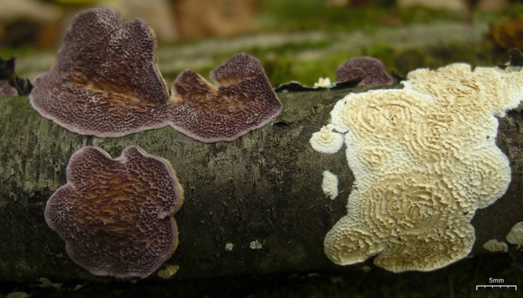 Hyphoderma radula – identifier-les-champignons.com