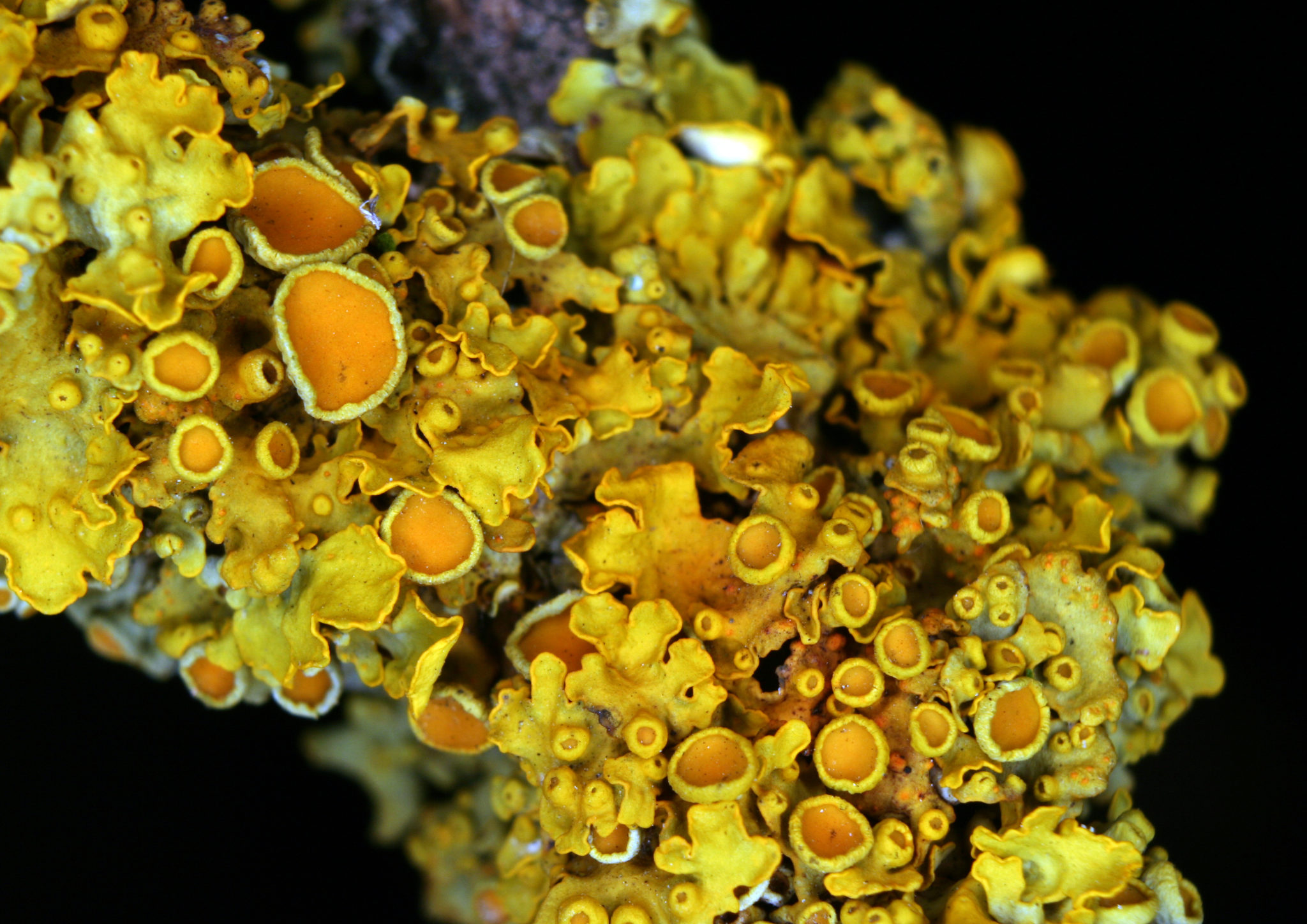 Xanthoria parietina – identifier-les-champignons.com