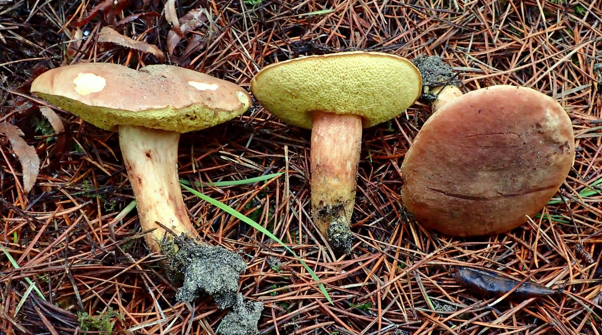 Xerocomus spadiceus – identifier-les-champignons.com