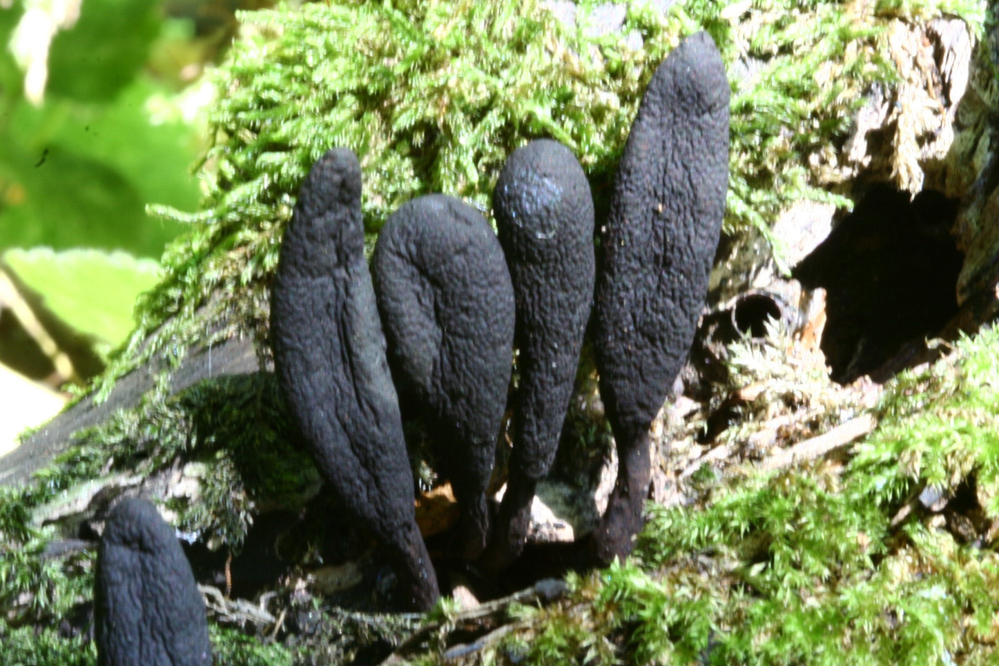 Xylaria polymorpha – identifier-les-champignons.com